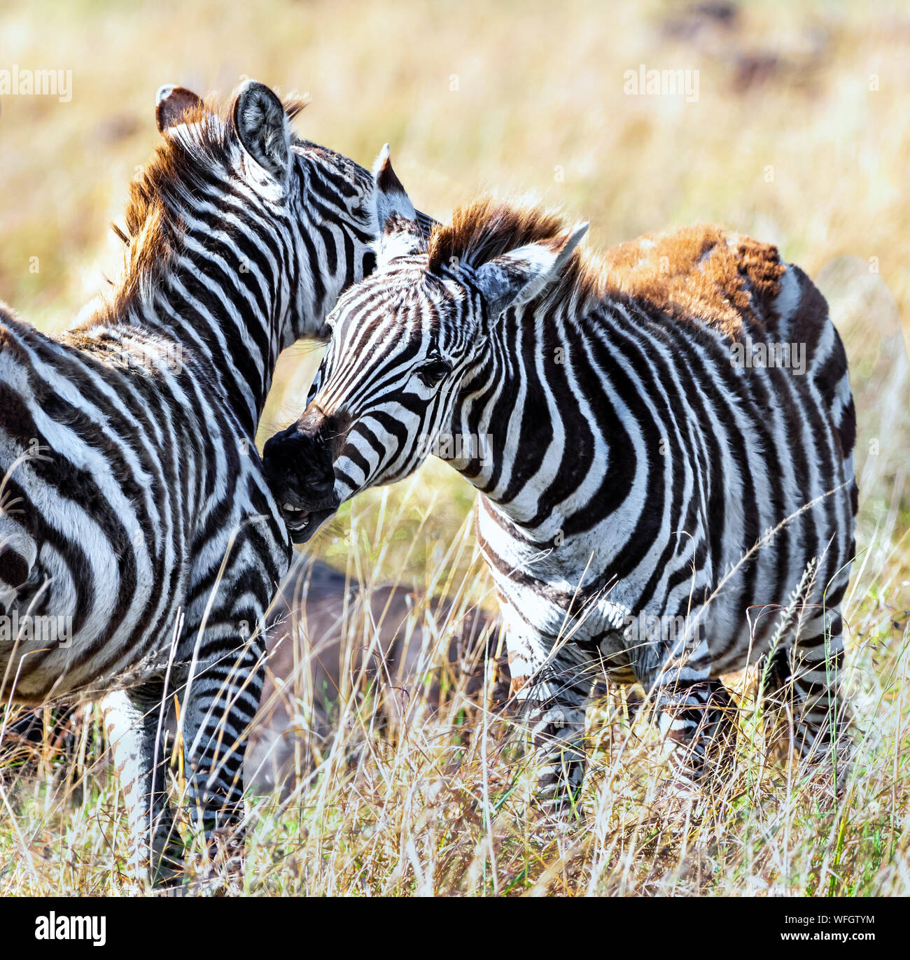 Two zebras grooming hi-res stock photography and images - Alamy