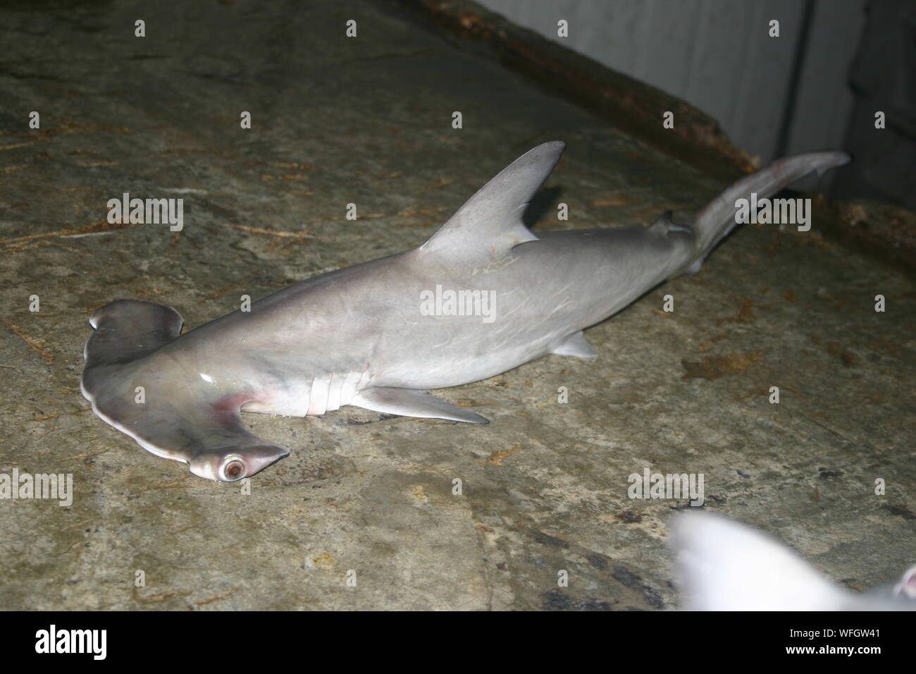 Dead hammerhead shark hi-res stock photography and images - Alamy
