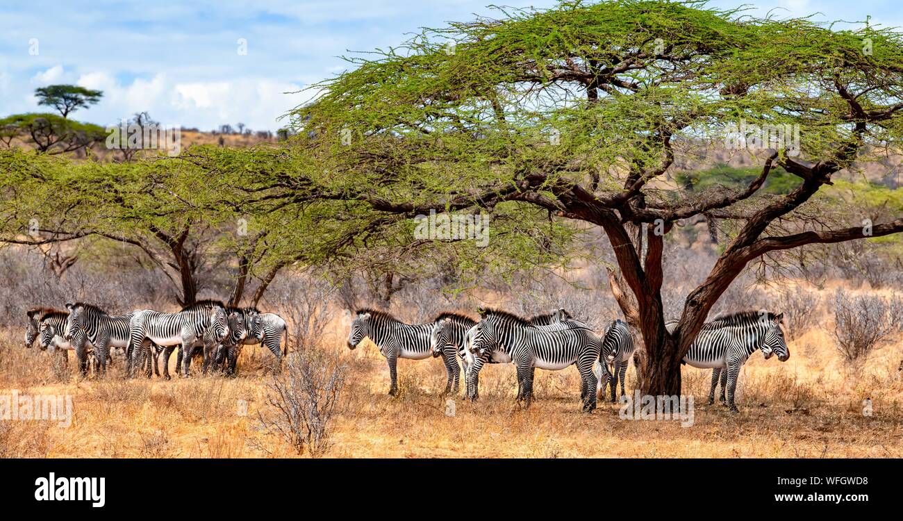 Herd of zebras standing under acacia trees, Kenya Stock Photo - Alamy