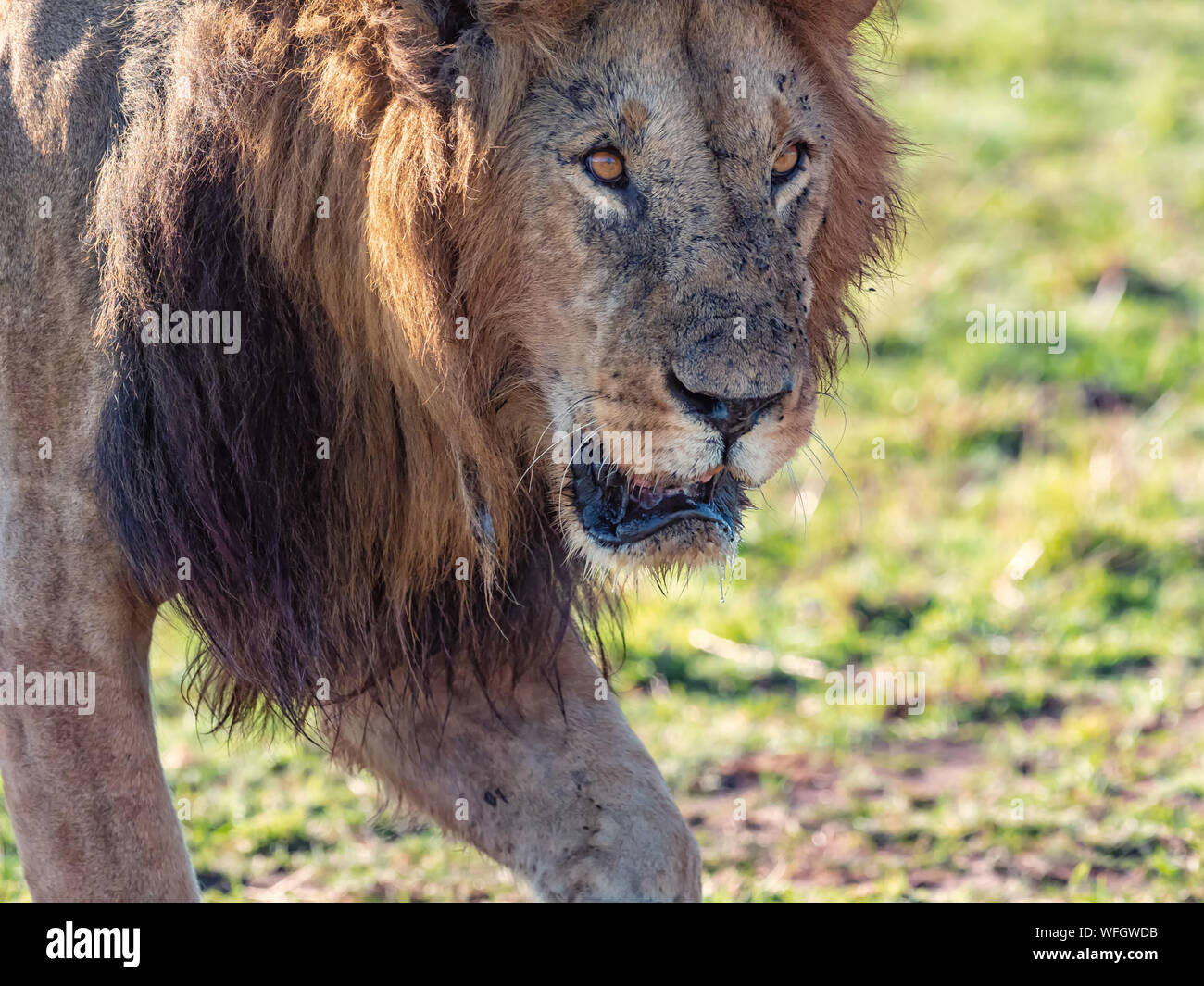 Portrait of the legendary lion called Bob Marley, Masai Mara, Kenya ...