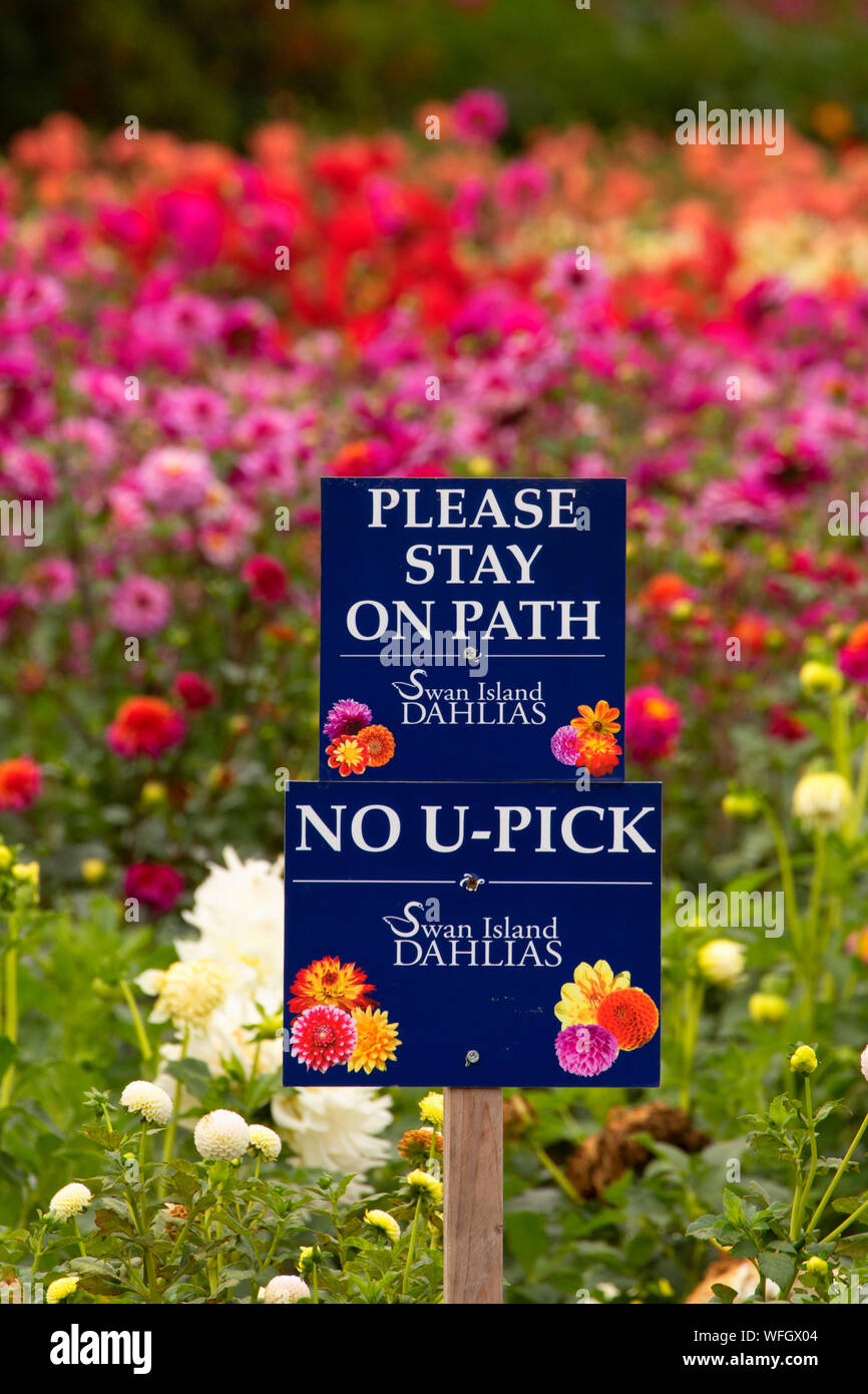 Do Not Pick sign, Swan Island Dahlias, Canby, Oregon Stock Photo - Alamy