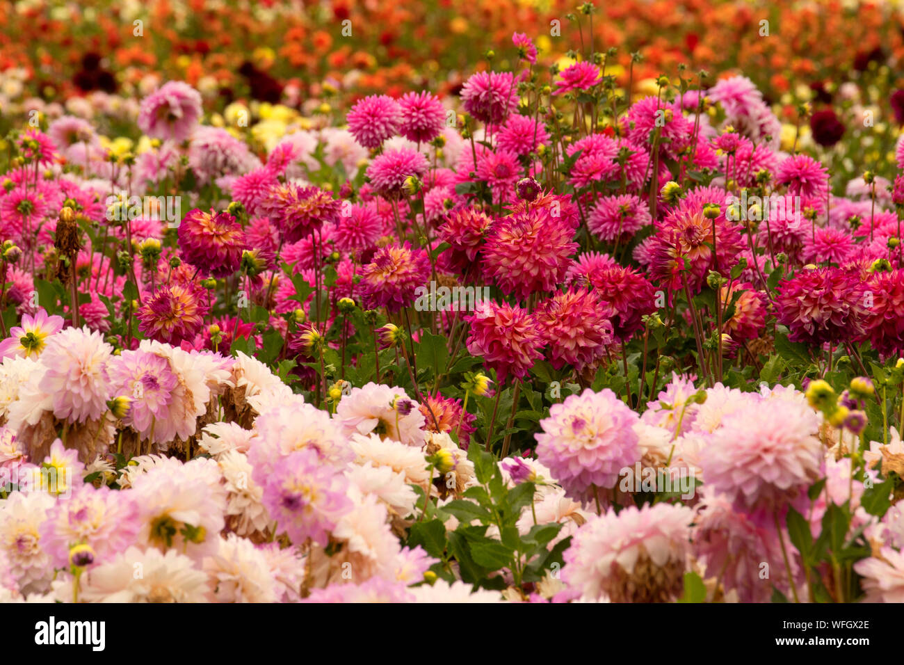 Dahlia field, Swan Island Dahlias, Canby, Oregon Stock Photo - Alamy