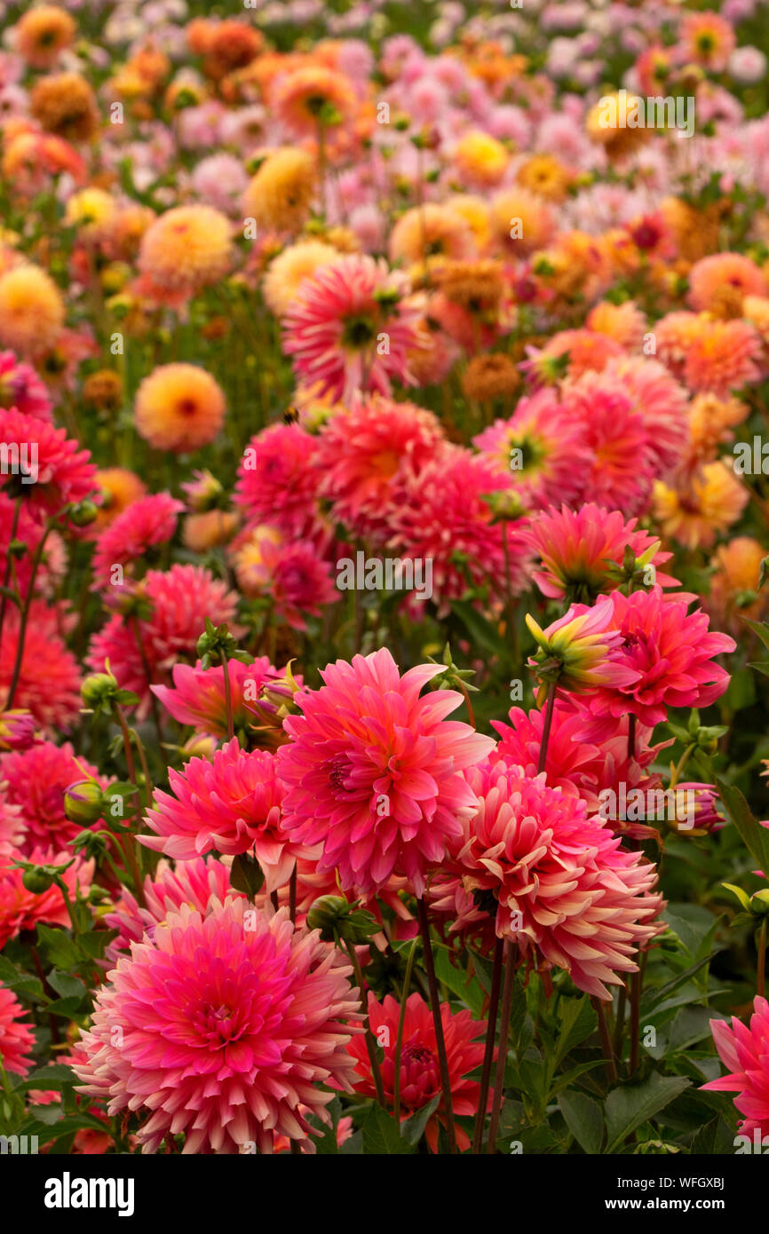 Dahlia field hi-res stock photography and images - Alamy