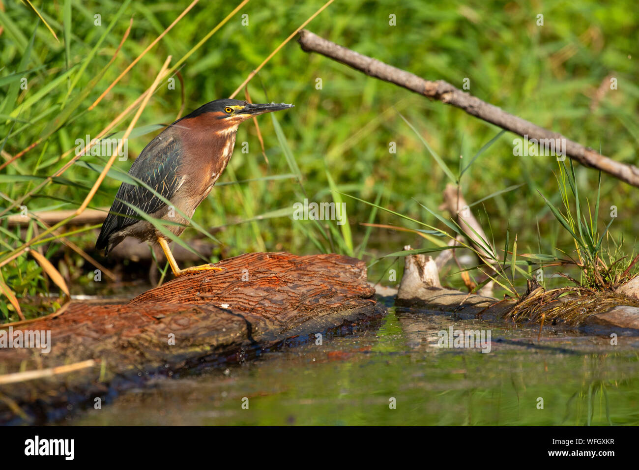 Green heron, Silverton Marine Park & Reservoir, Silverton, Oregon Stock ...