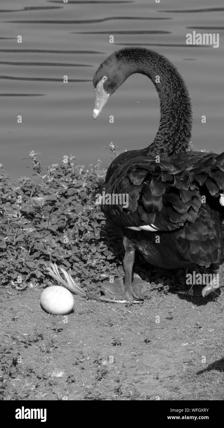 Swan egg hi-res stock photography and images - Alamy
