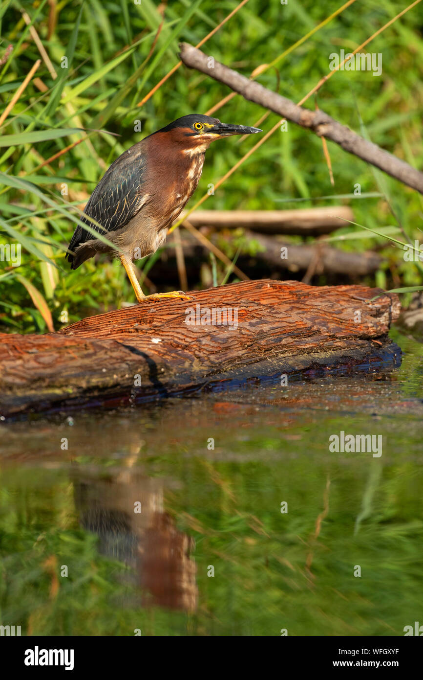 Silverton marine park hi-res stock photography and images - Alamy