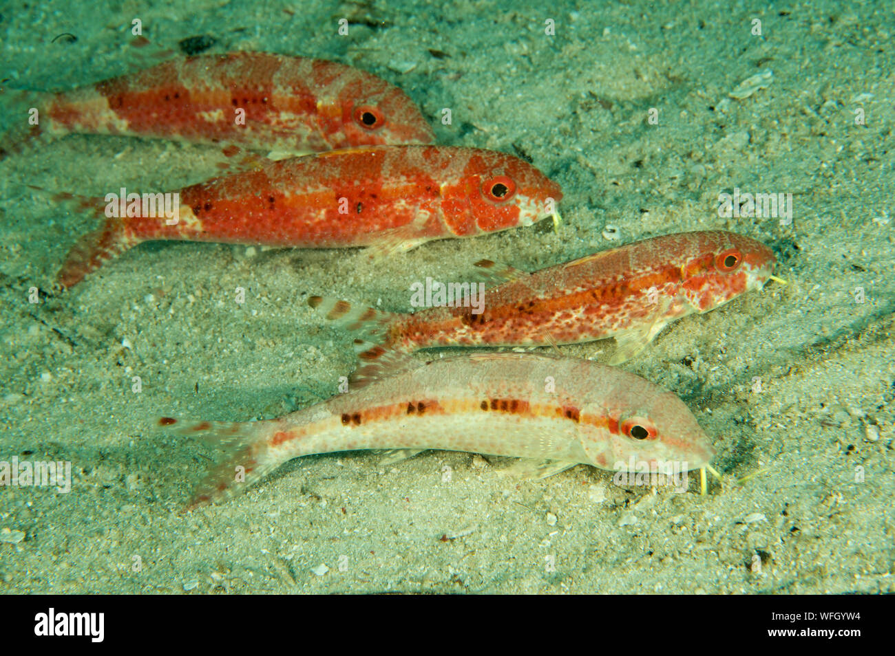 Freckled goatfishes, Upeneus tragula, Raja Ampat Indonesia Stock Photo ...