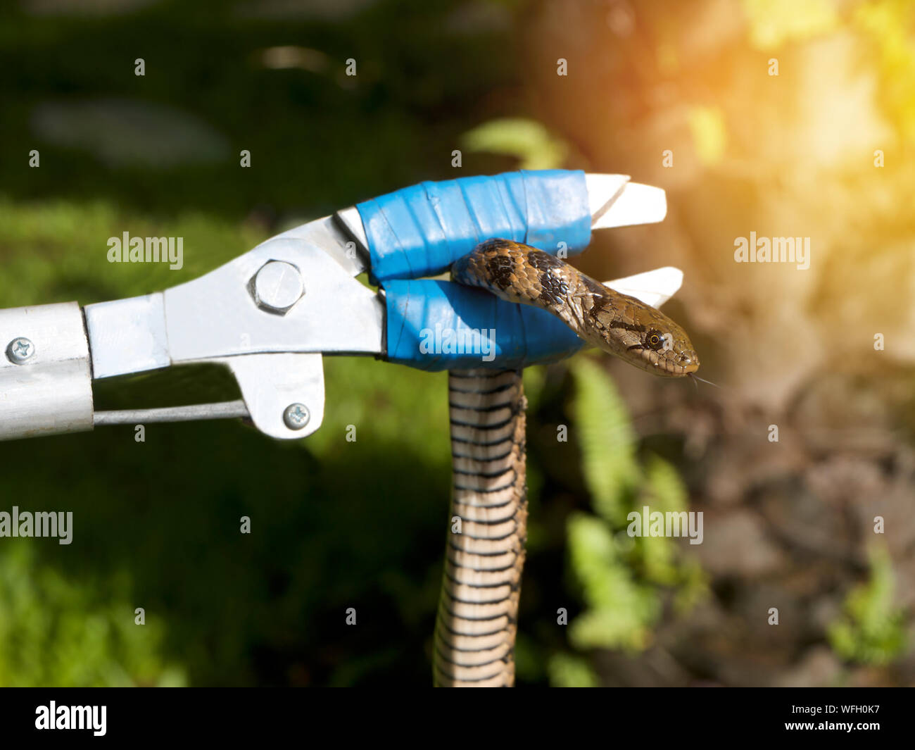 Hand held snake hi-res stock photography and images - Alamy