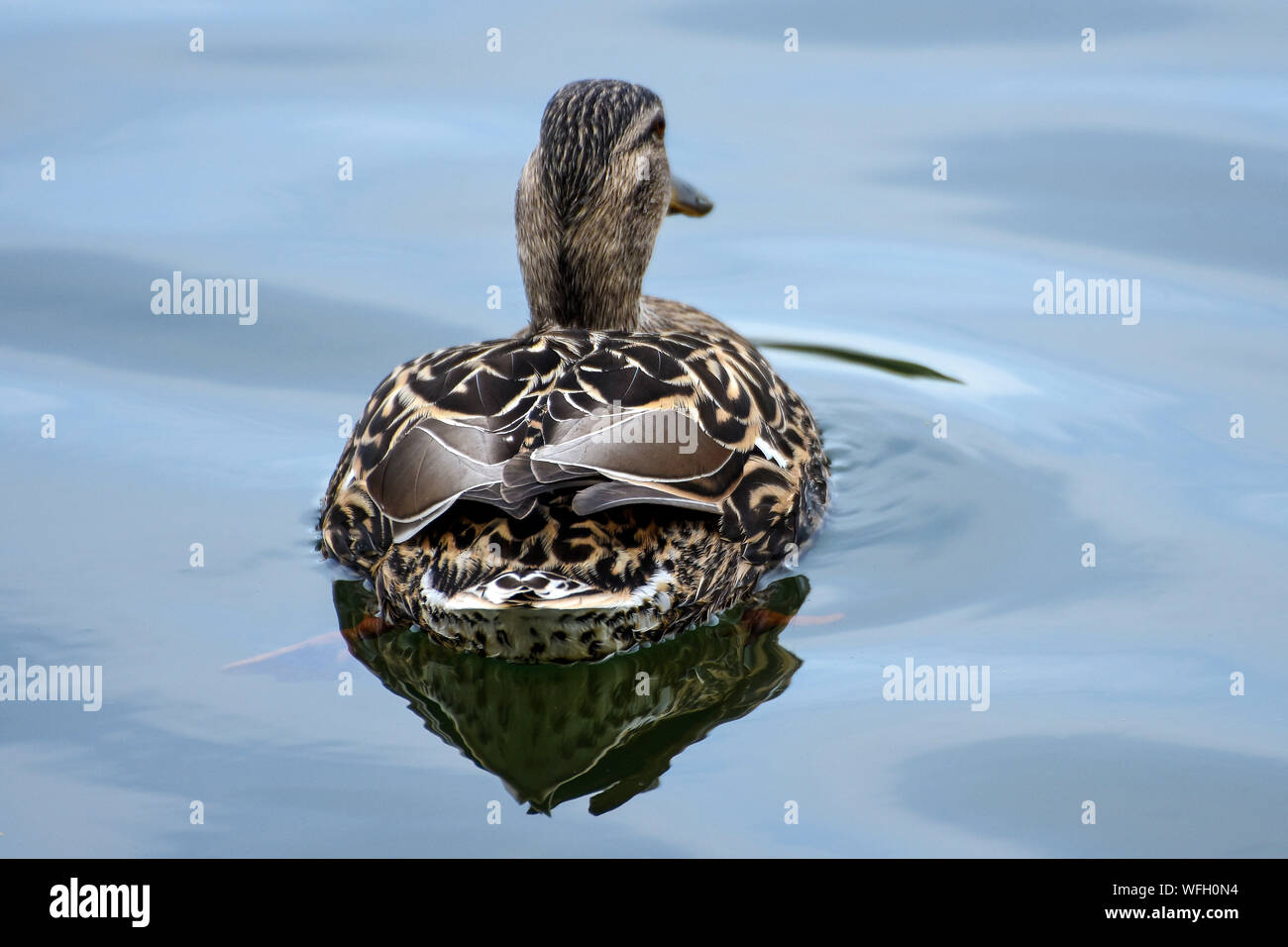 Mallard rear view hi-res stock photography and images - Alamy