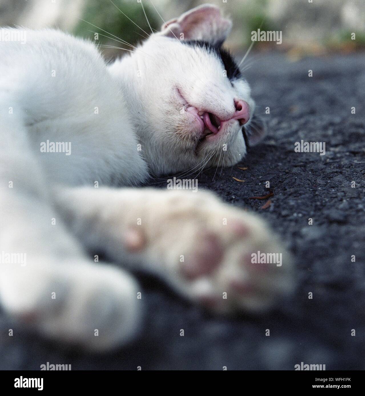 Paw on ground hi-res stock photography and images - Alamy