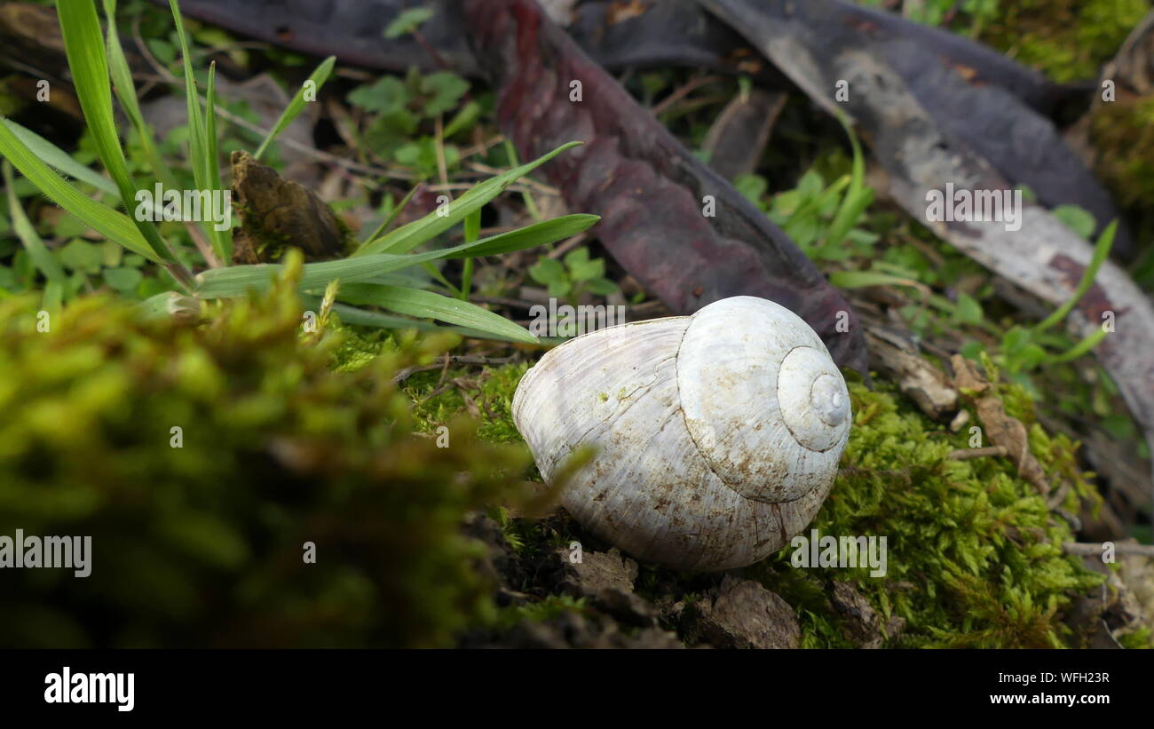 Moss spiral hi-res stock photography and images - Alamy