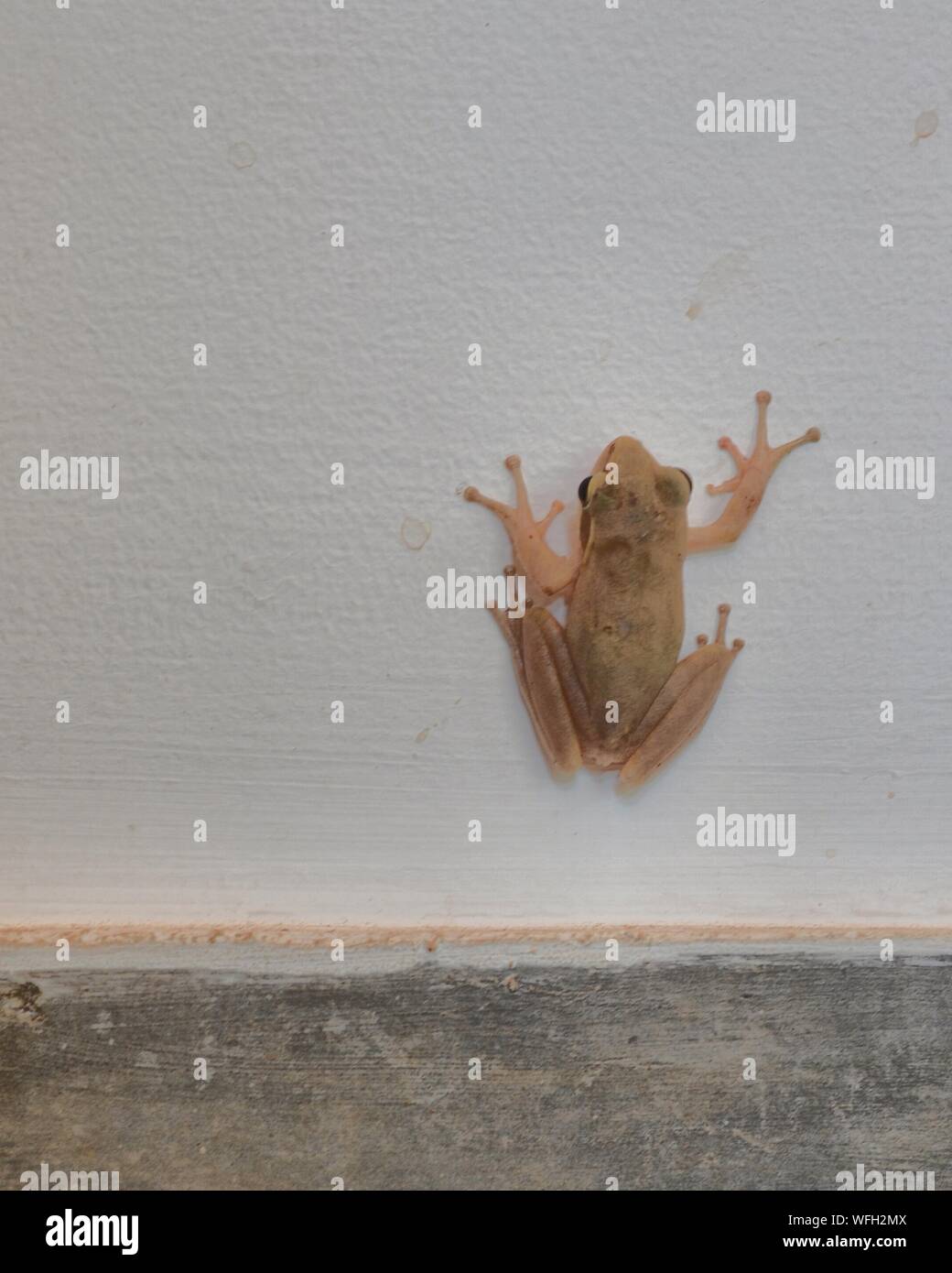 Frog In The Wall High Resolution Stock Photography and Images - Alamy