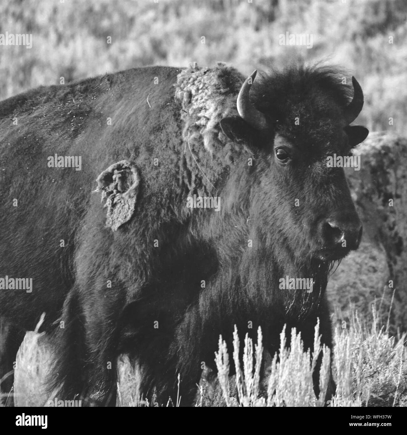Bison Black and White Stock Photos & Images - Alamy