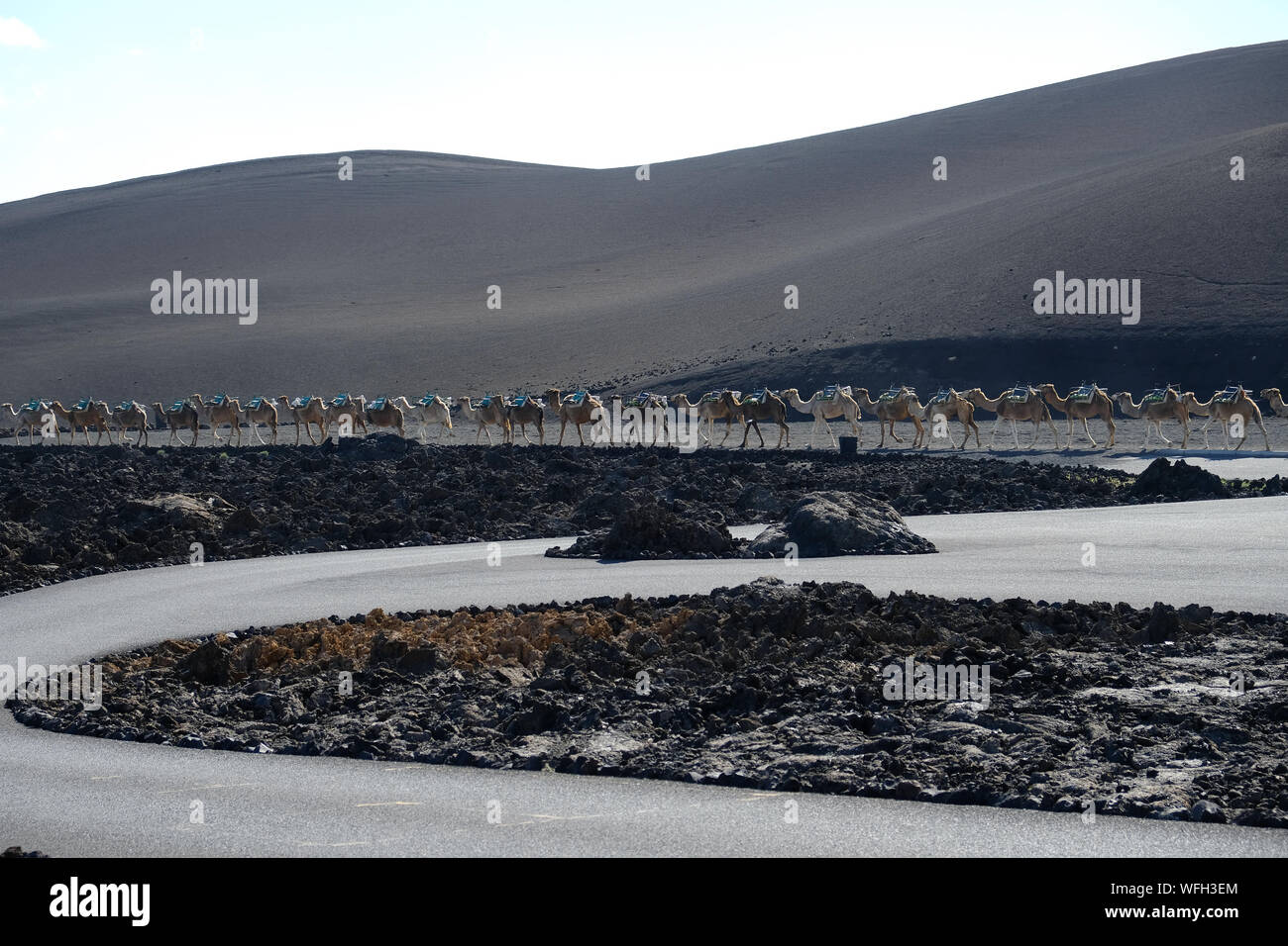 Row Of Camels High Resolution Stock Photography and Images - Alamy
