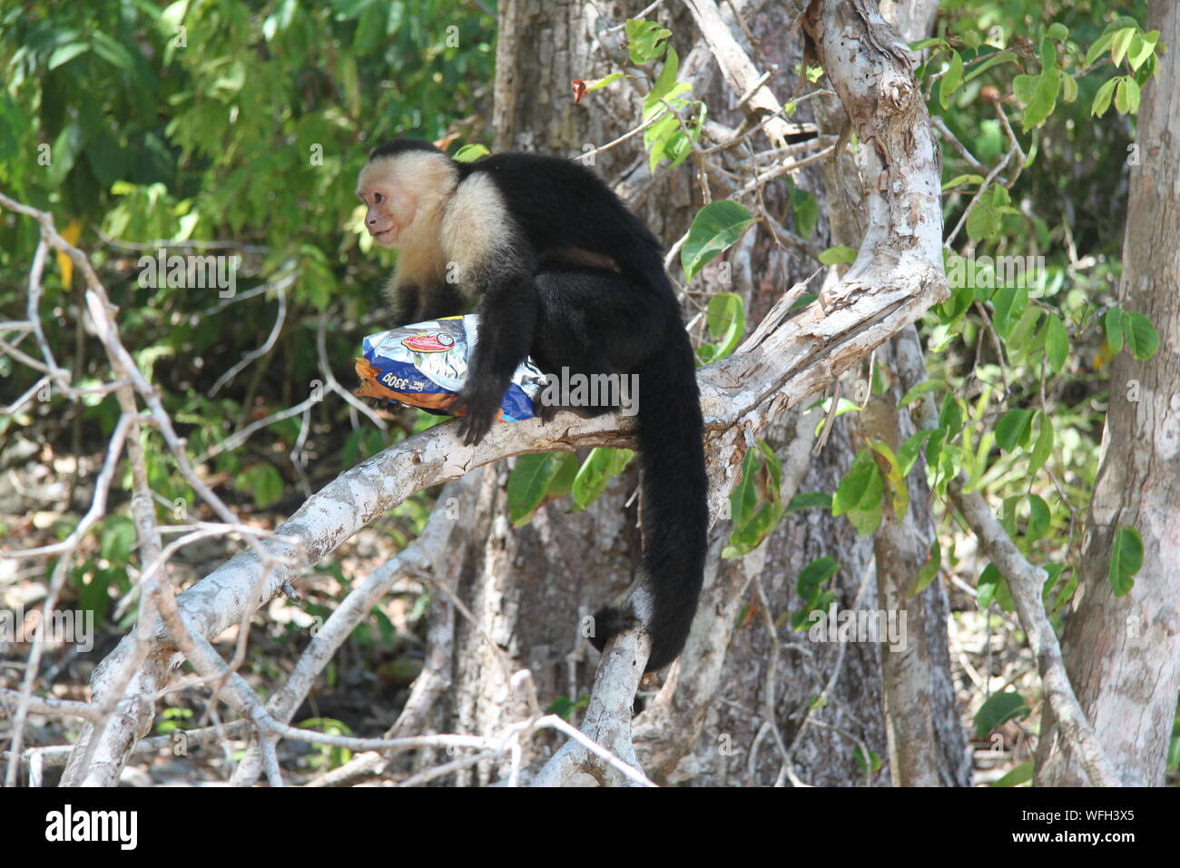 Holding packet of chips hi-res stock photography and images - Alamy