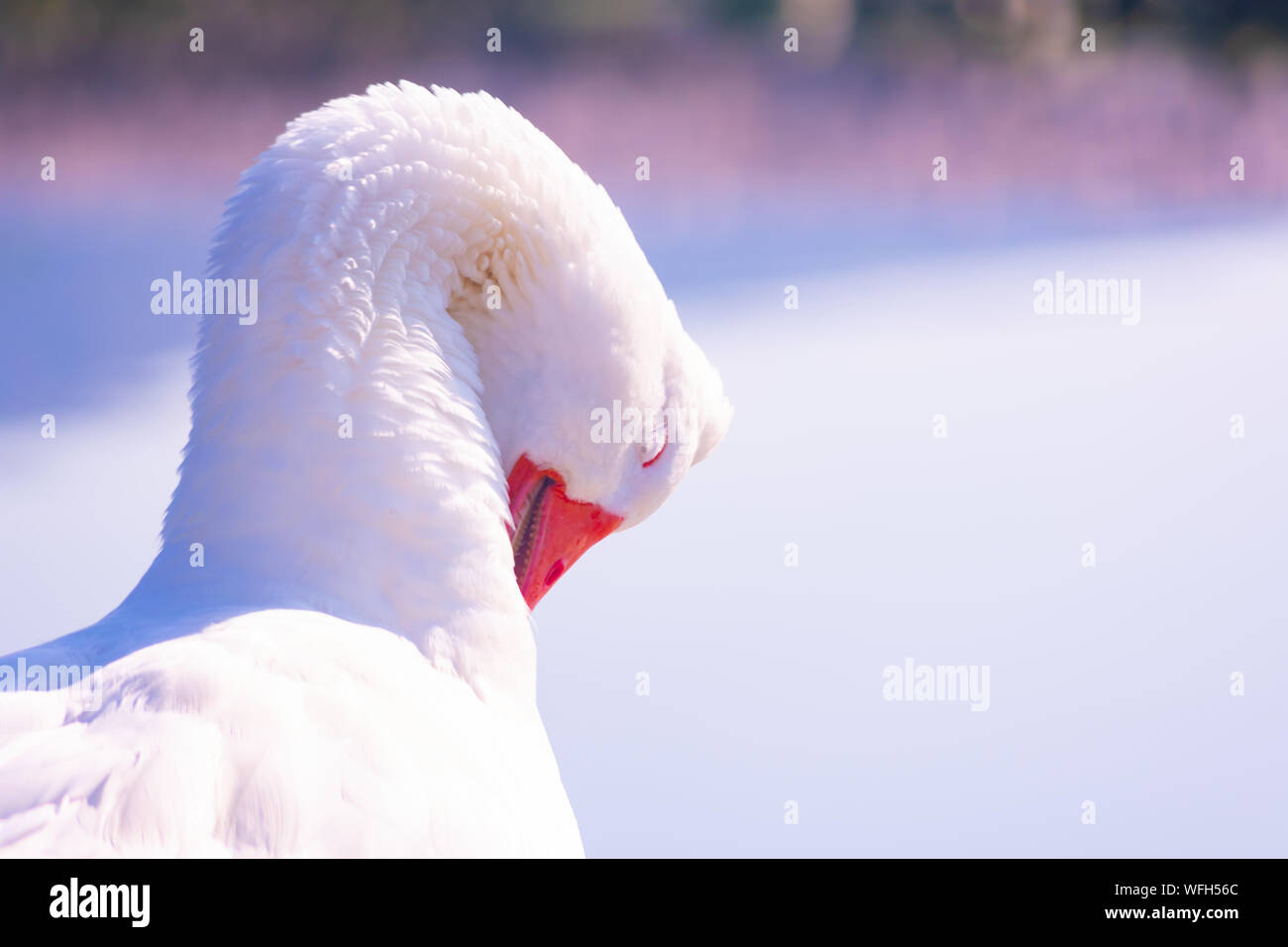 Swans in the lake hi-res stock photography and images - Alamy
