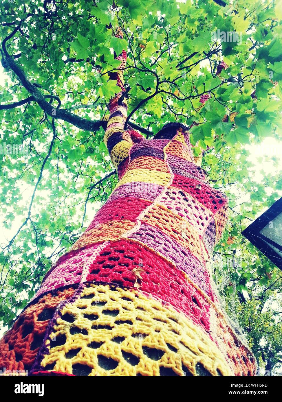 Wool covered tree hi-res stock photography and images - Alamy