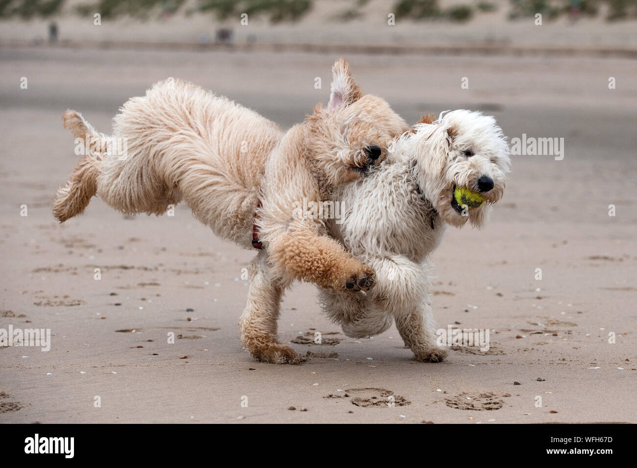 Labradoodles hi-res stock photography and images - Alamy