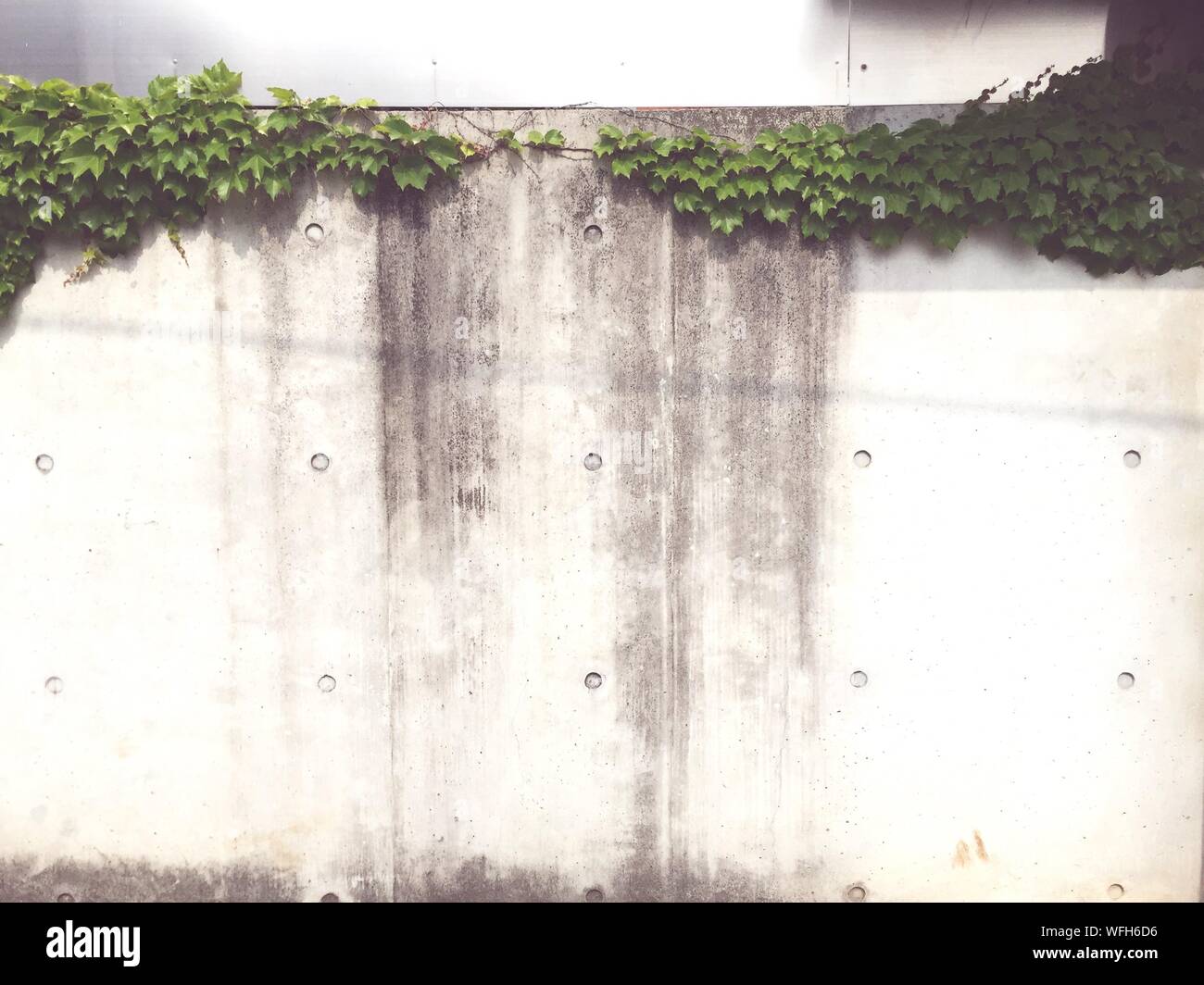 Creepers Growing On Wall High Resolution Stock Photography and Images ...