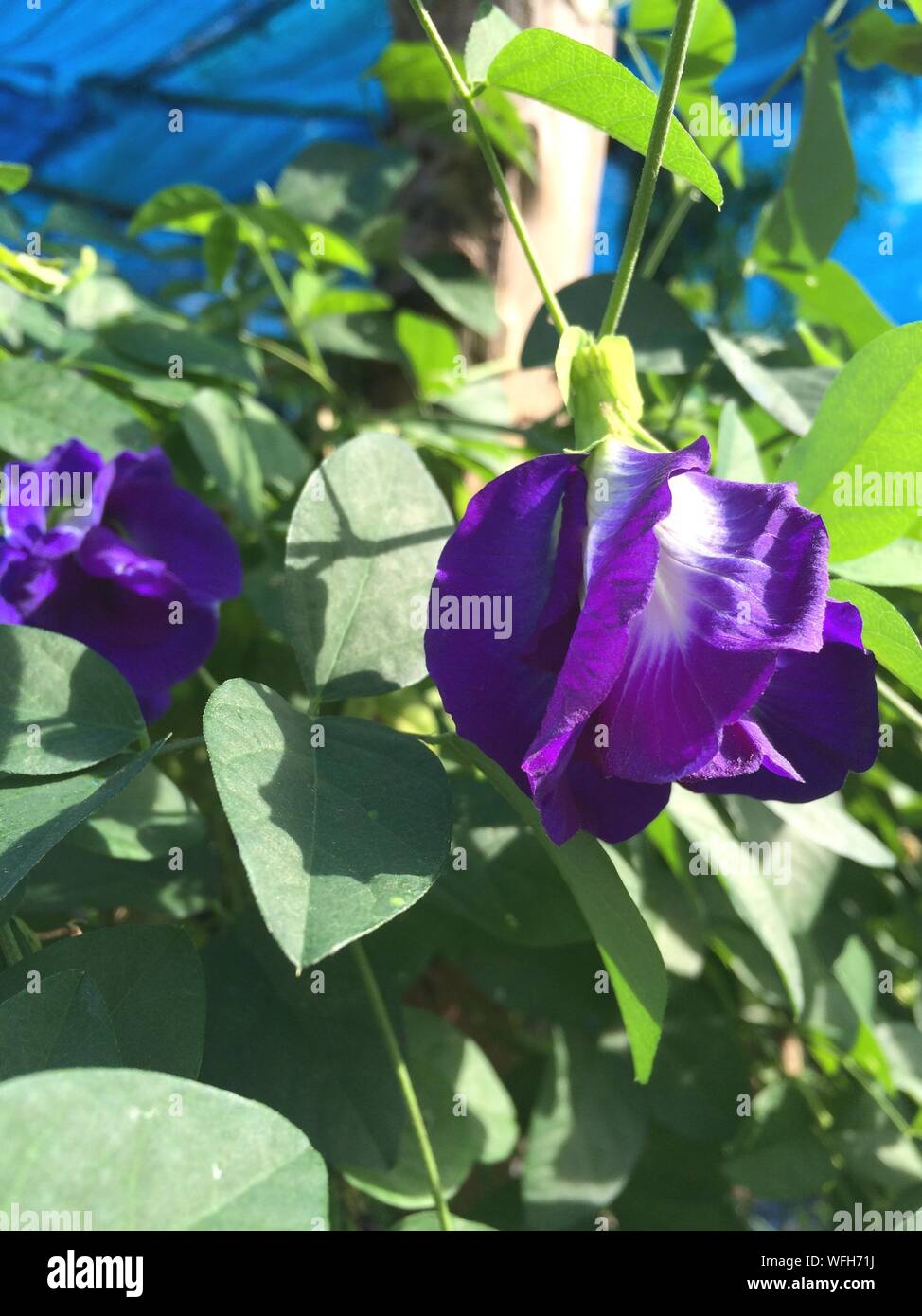 Pea plant purple hi-res stock photography and images - Alamy