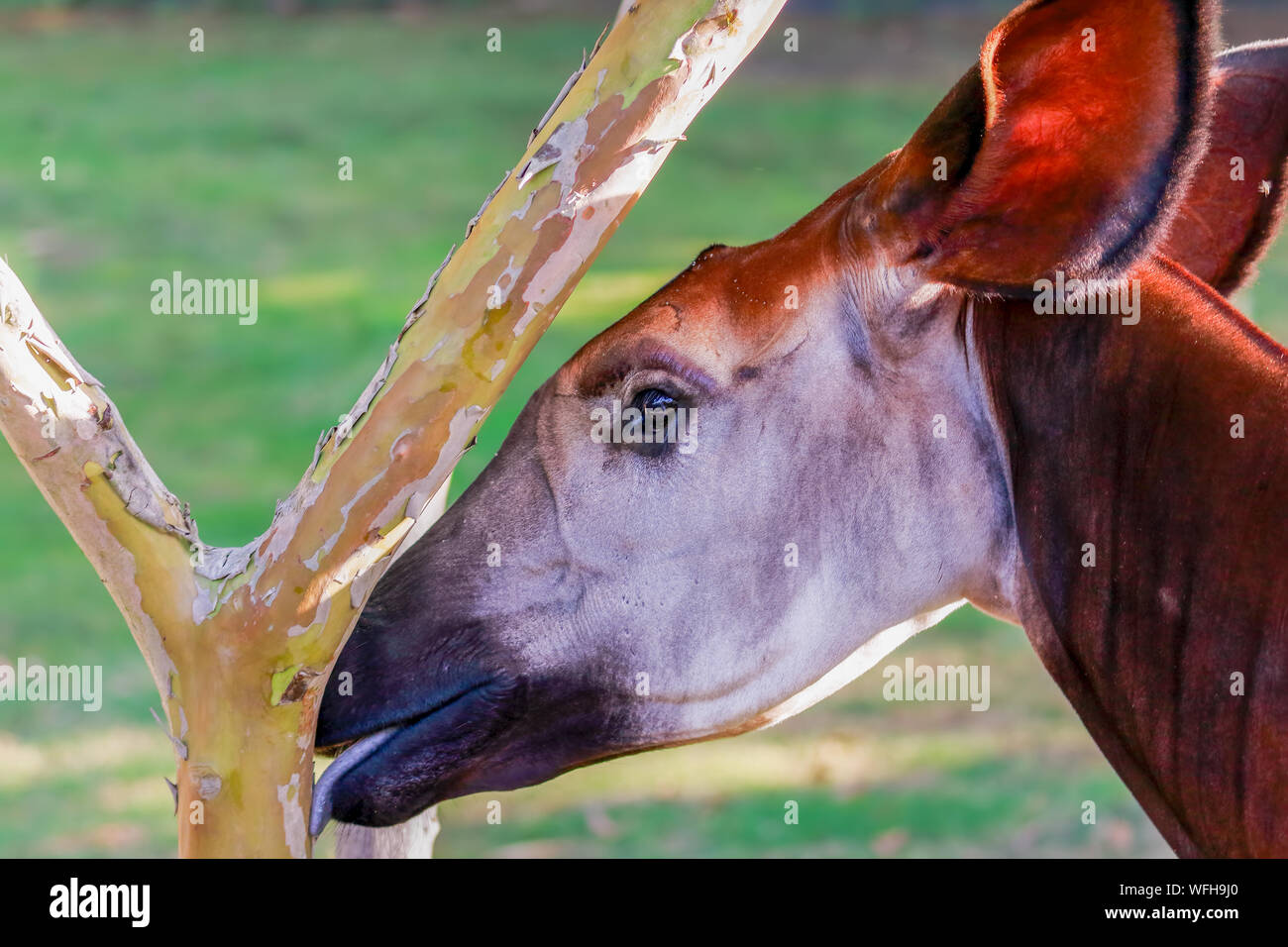 Okapi wild hi-res stock photography and images - Alamy