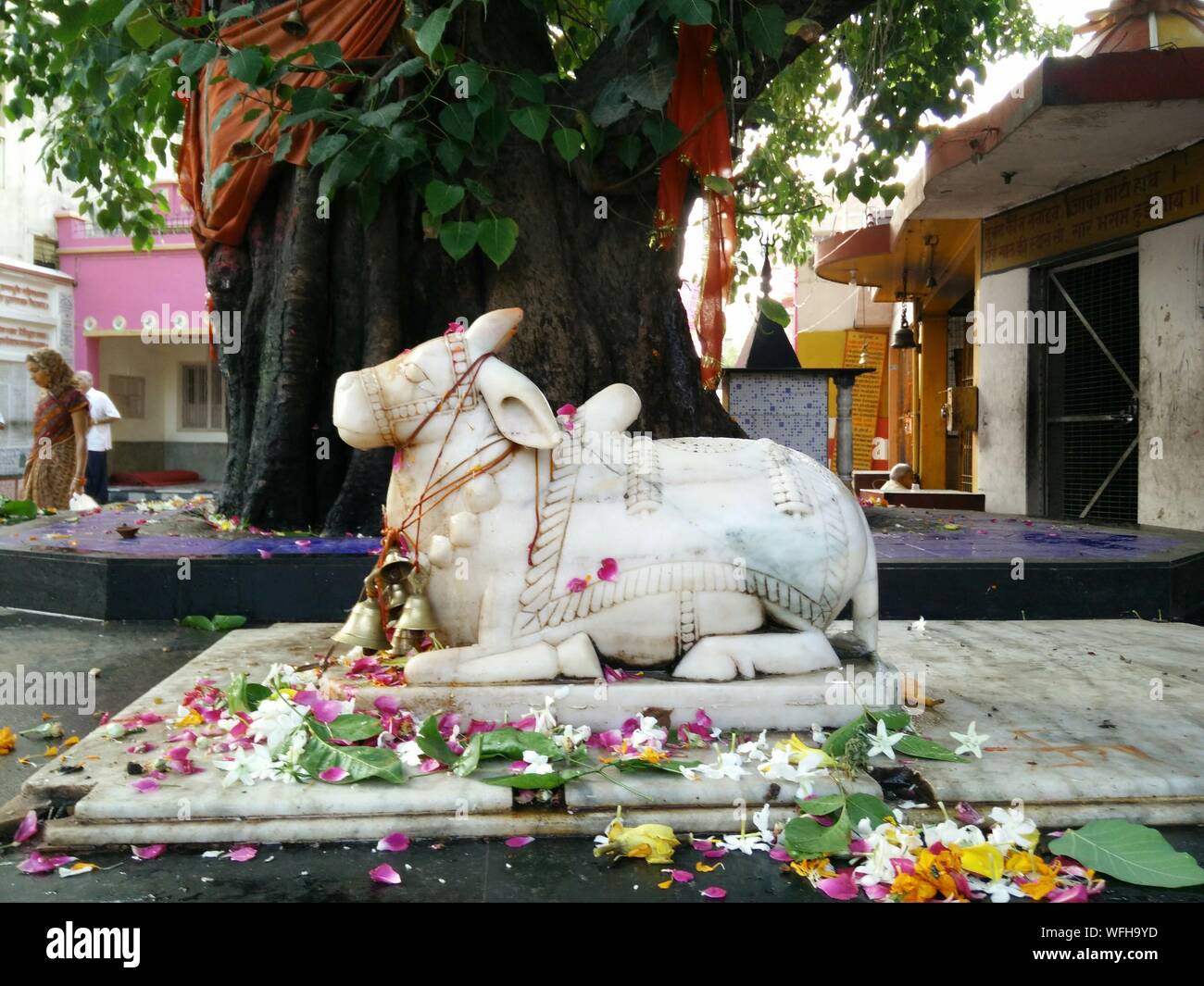 Bull with tree hi-res stock photography and images - Alamy