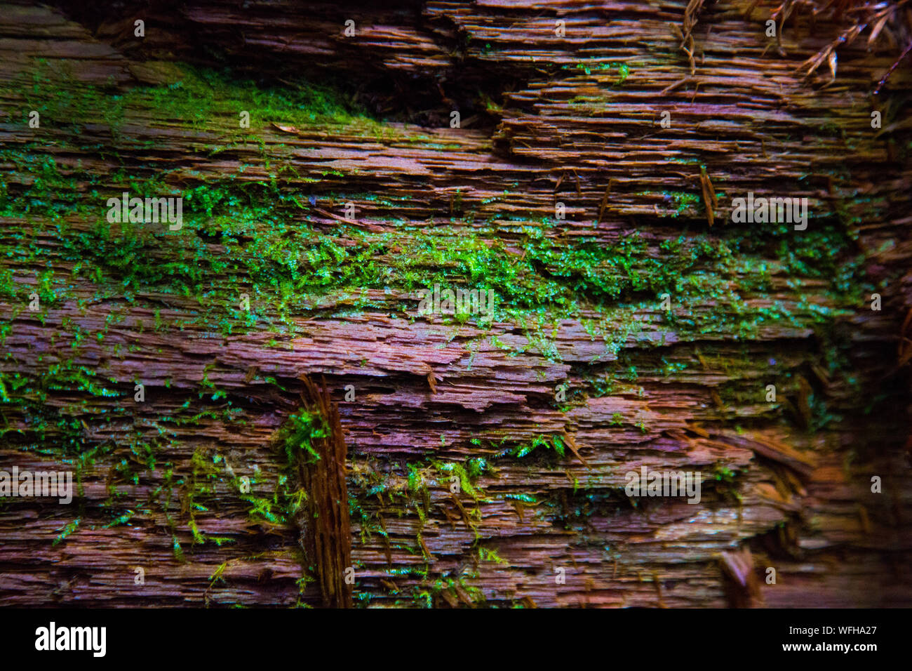 Plants Growing On Rocks Stock Photo - Alamy