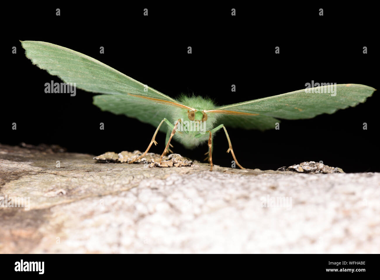 Large Emerald Moth (Geometra papilionaria) adult with wings spread ...
