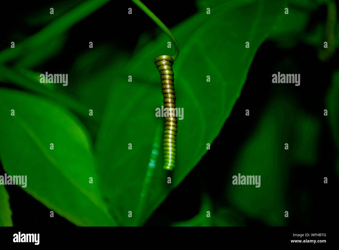 Curled up leaf hi-res stock photography and images - Alamy