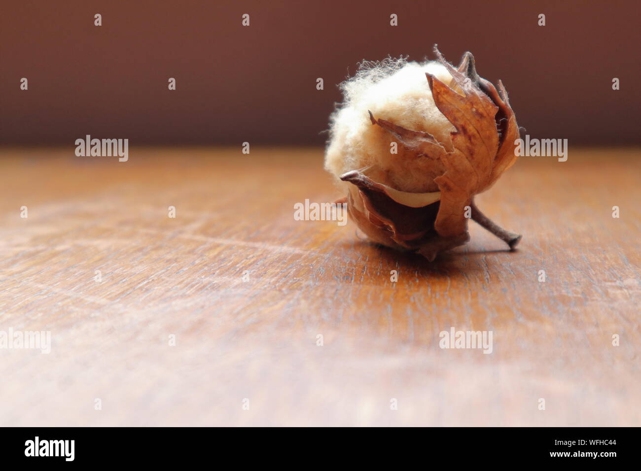 Opening cotton bolls hi-res stock photography and images - Alamy