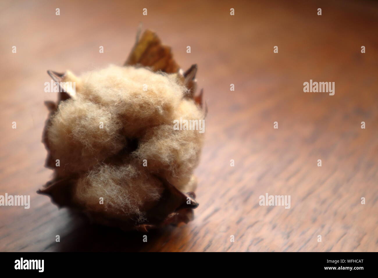 Opening cotton boll hi-res stock photography and images - Alamy
