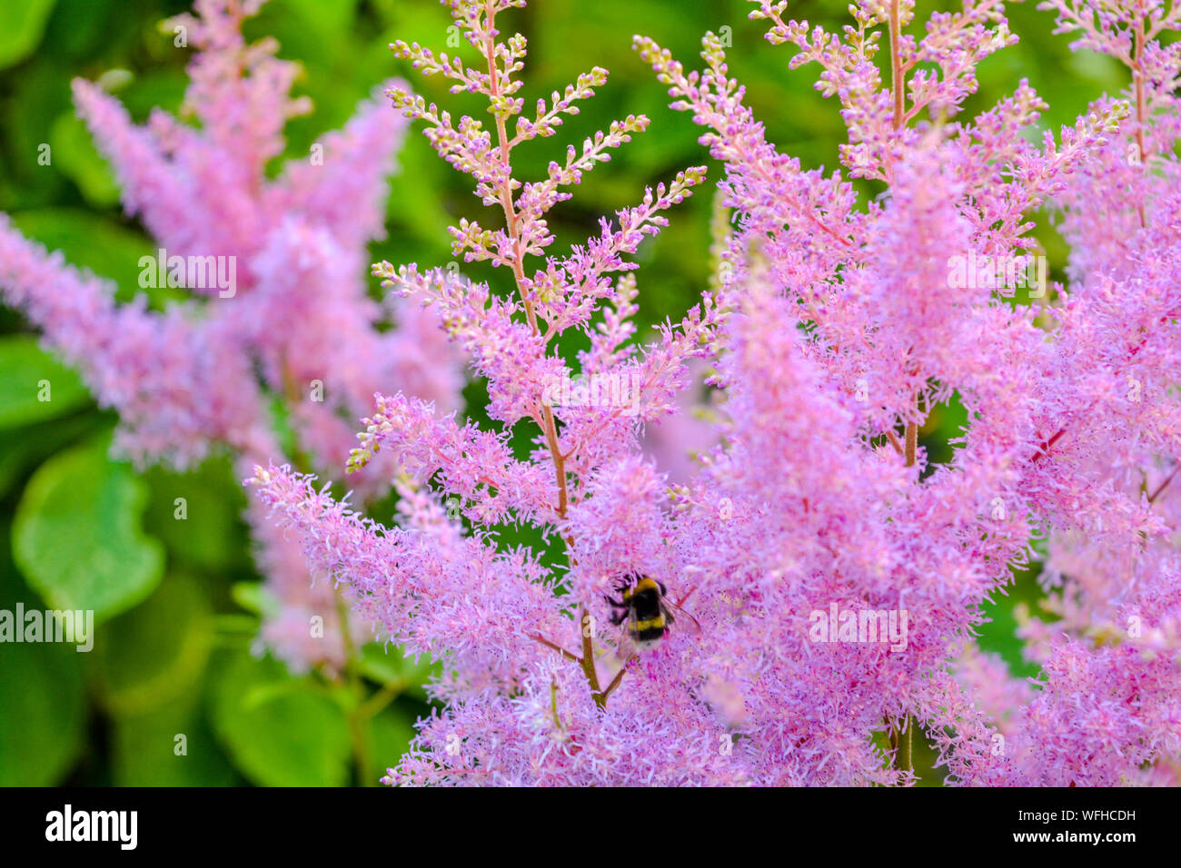 Aruncus dioicus or goat beard pink plant close up on green on blurred ...