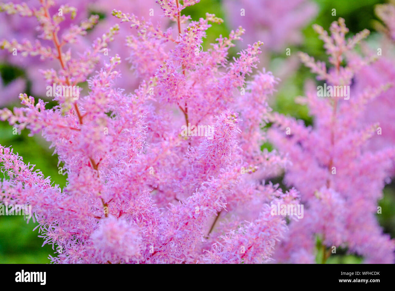 Aruncus sylvestris hi-res stock photography and images - Alamy