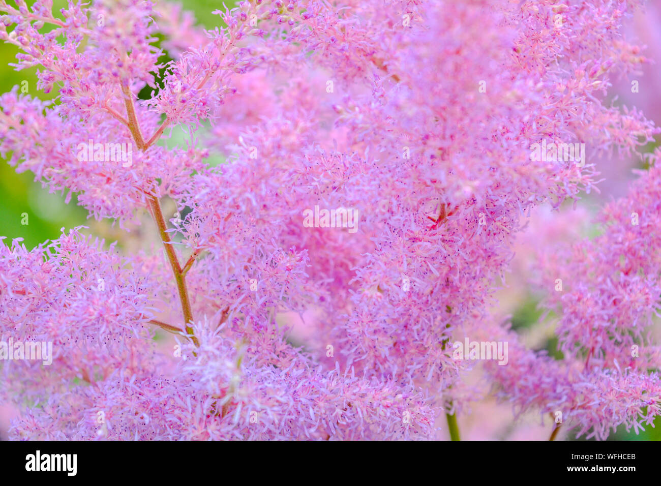 Aruncus dioicus or goat beard pink plant close up on green on blurred ...