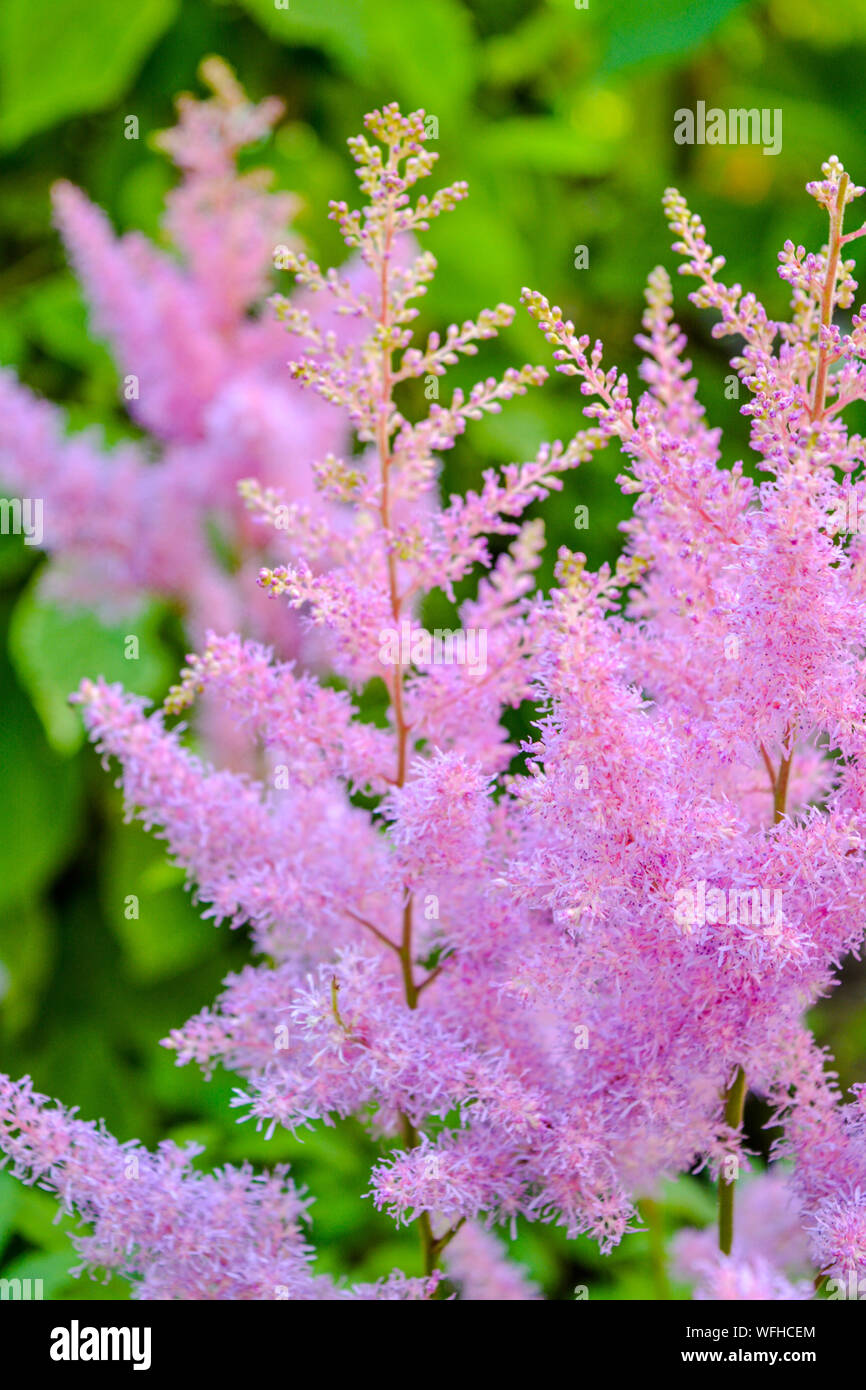 Aruncus dioicus or goat beard pink plant close up on green on blurred ...