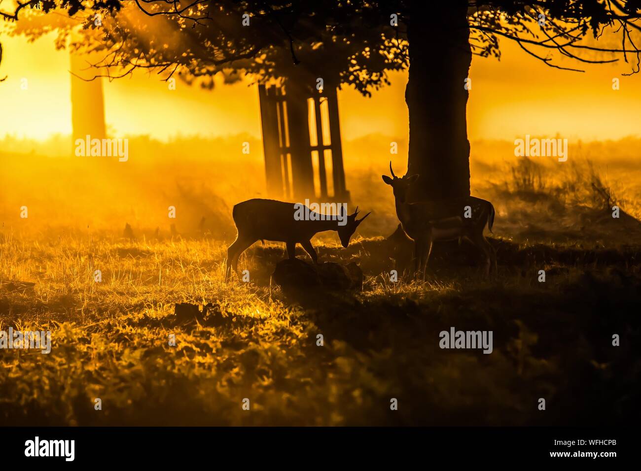 Animals silhouette hi-res stock photography and images - Alamy
