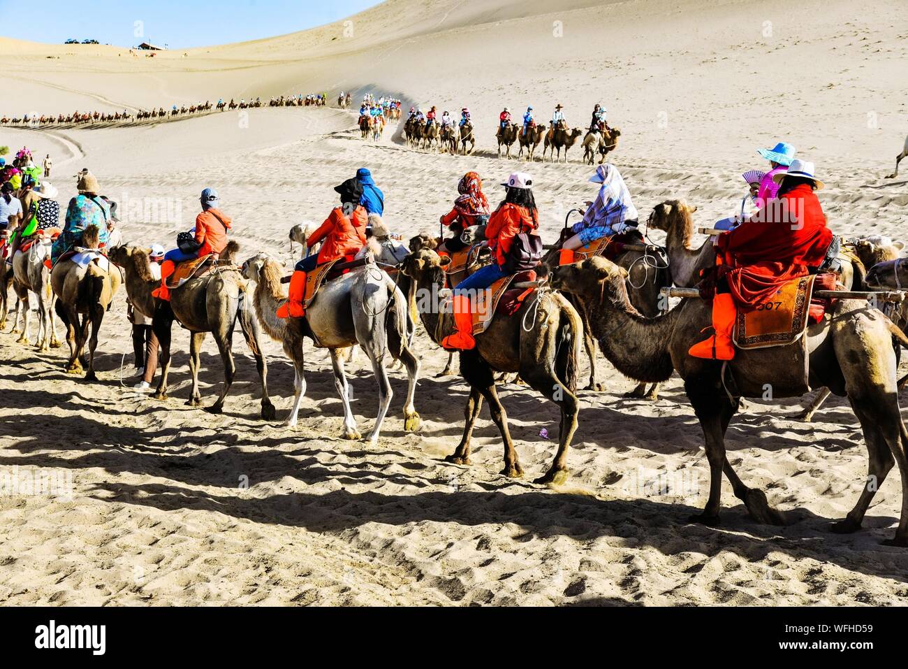 Large group of camels hi-res stock photography and images - Alamy