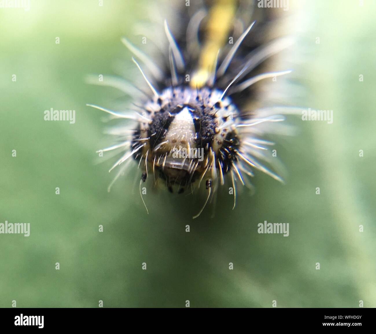 Caterpillar extreme close up hi-res stock photography and images - Alamy
