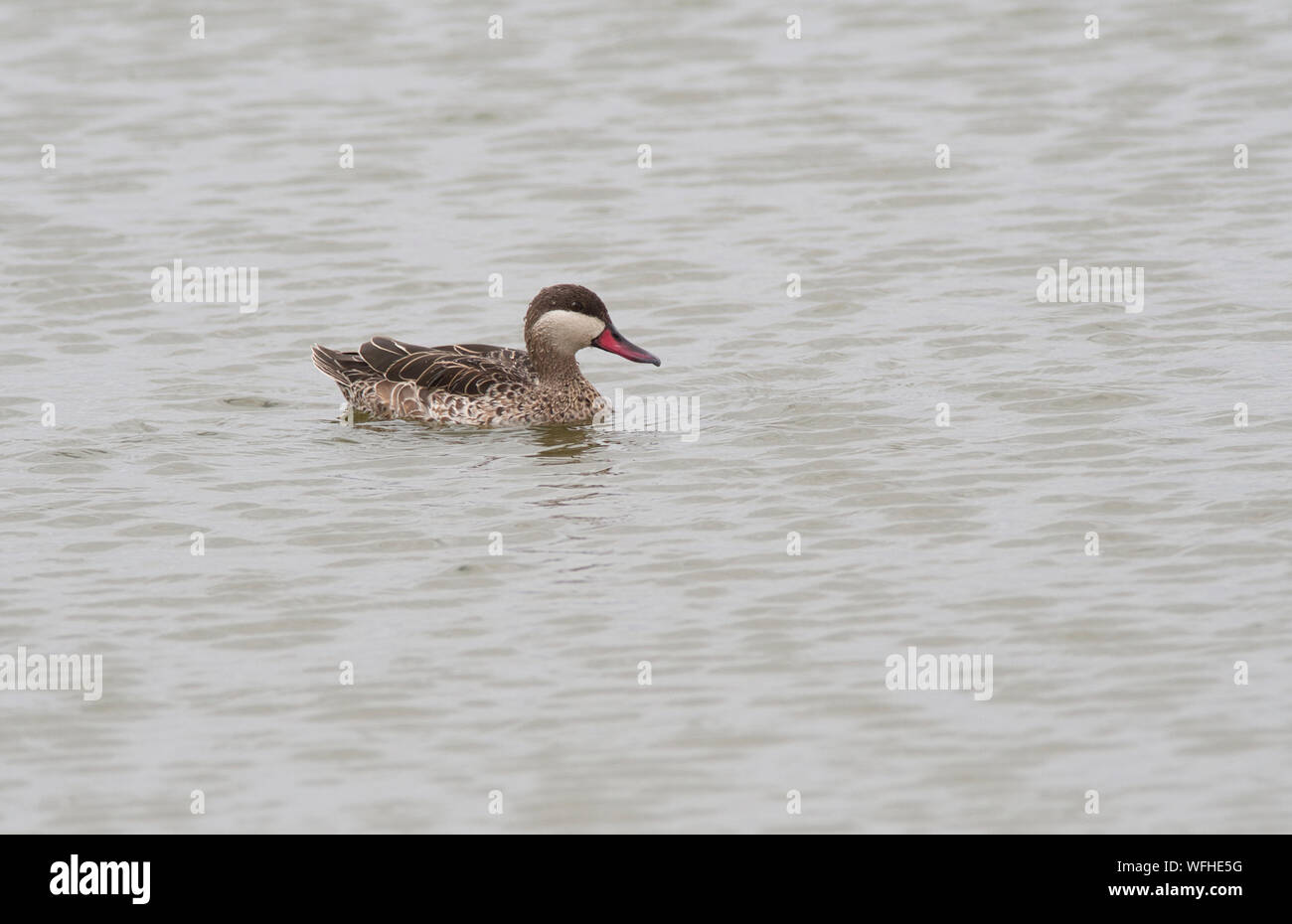 Red billed duck hi-res stock photography and images - Alamy