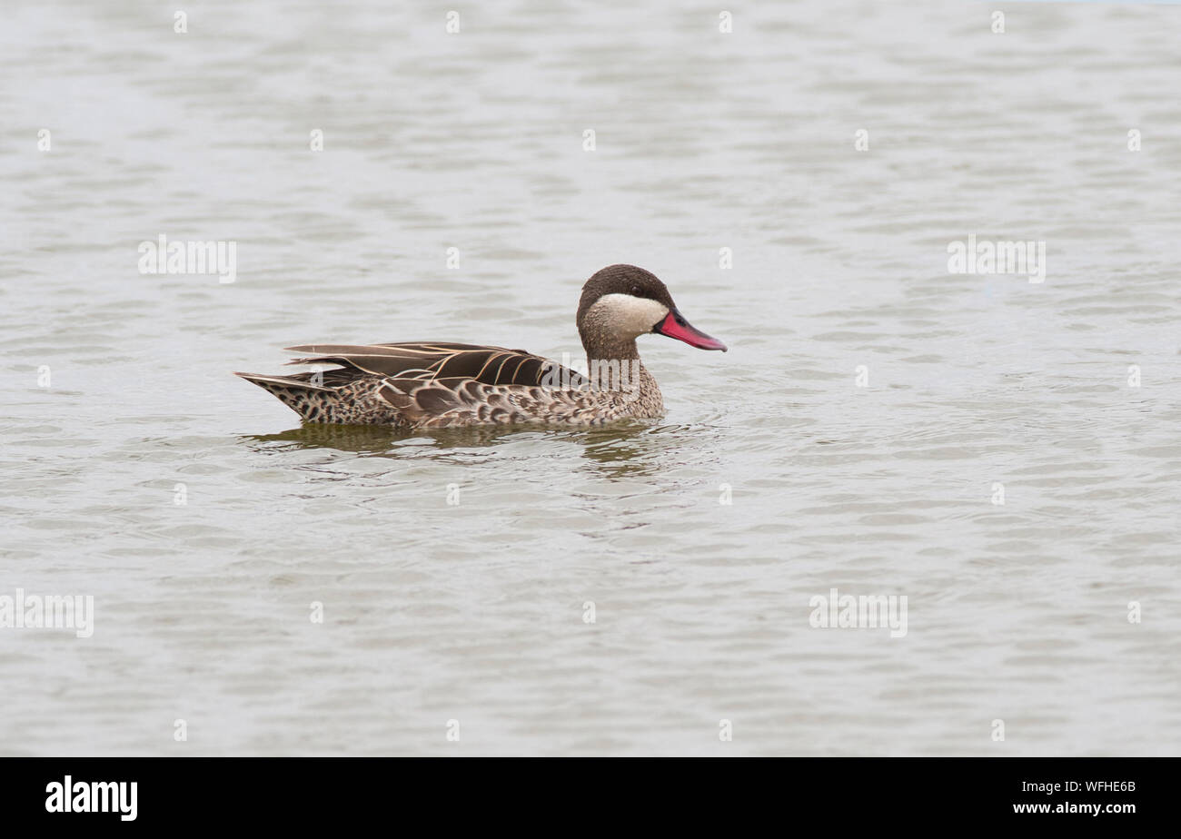 Red billed teal duck hi-res stock photography and images - Alamy