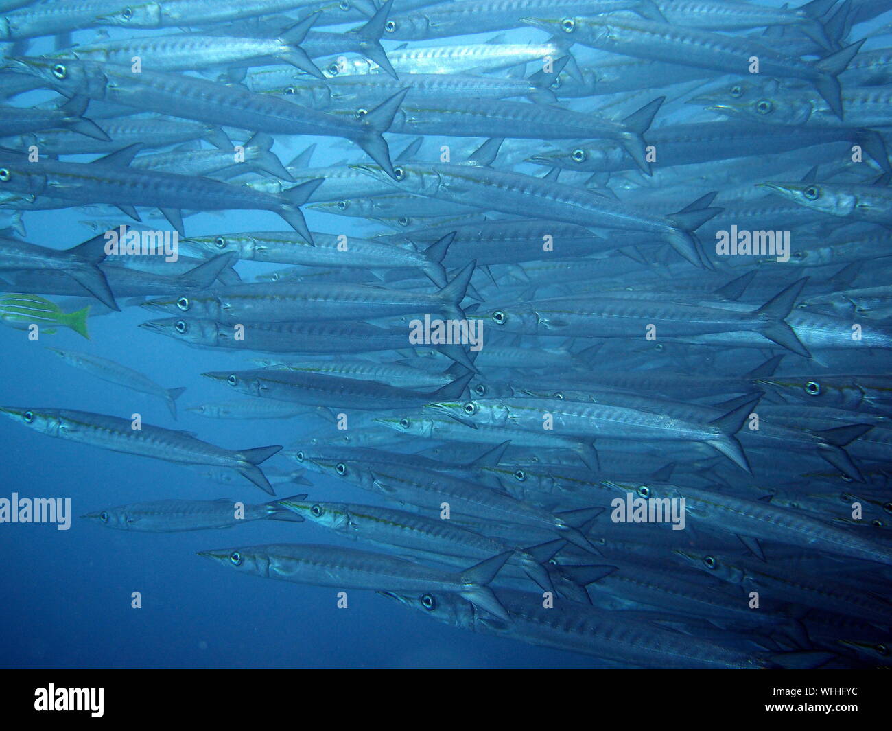 School of fish swimming in water High Resolution Stock Photography and ...
