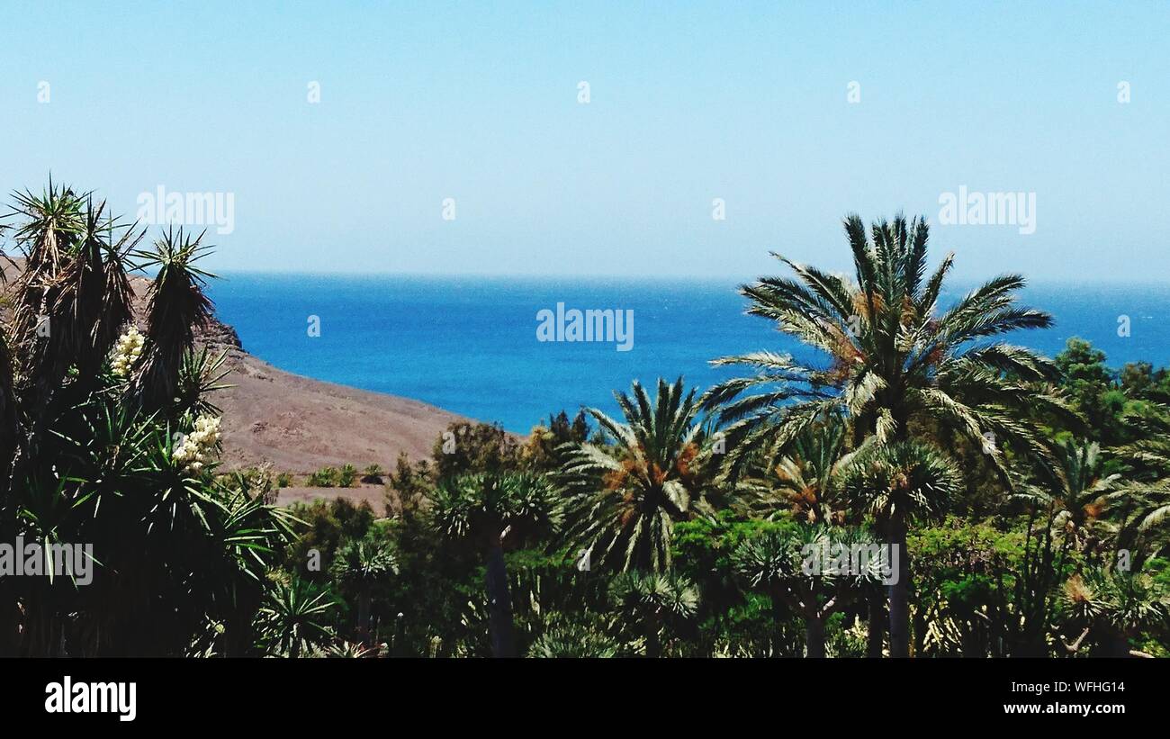 Ocean Growing Trees High Resolution Stock Photography and Images - Alamy