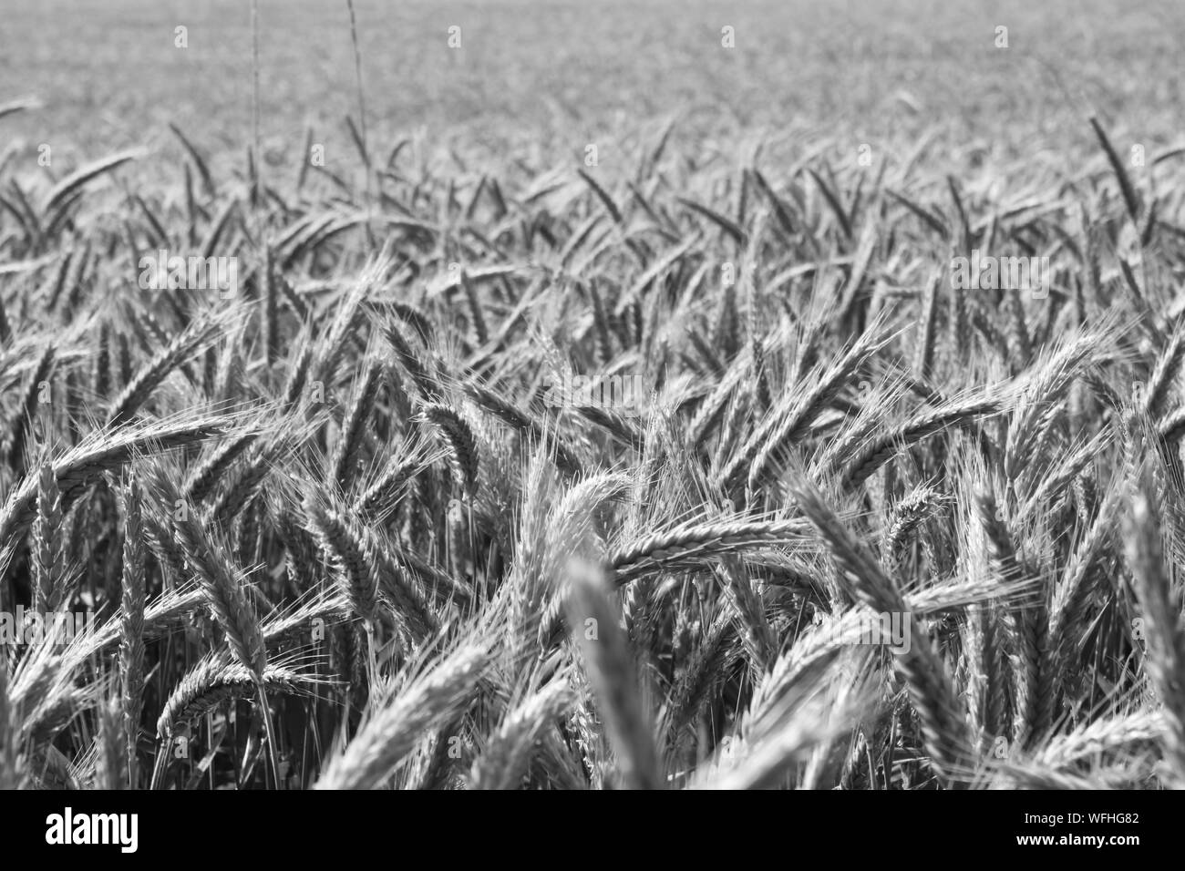 Growing wheat field Black and White Stock Photos & Images - Alamy