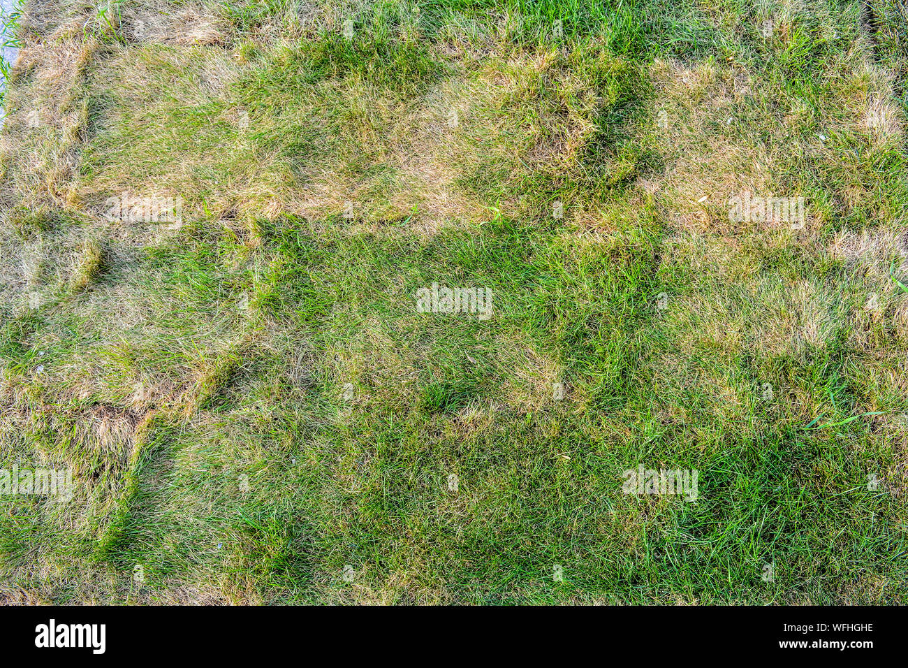 Lawn briquettes with dying grass. Texture of dying lawn with healthy ...