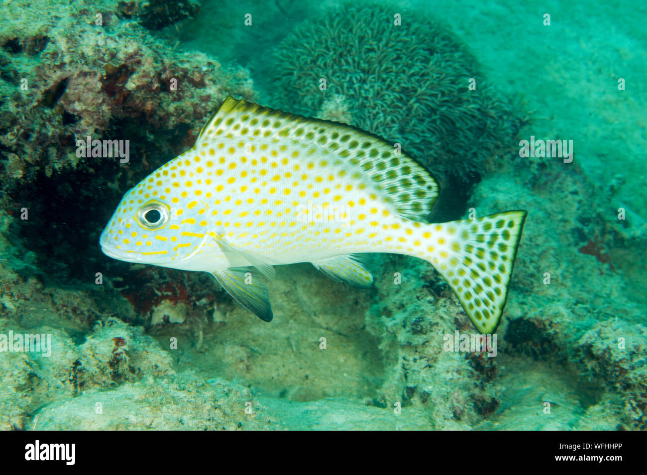 Silver sweetlip hi-res stock photography and images - Alamy