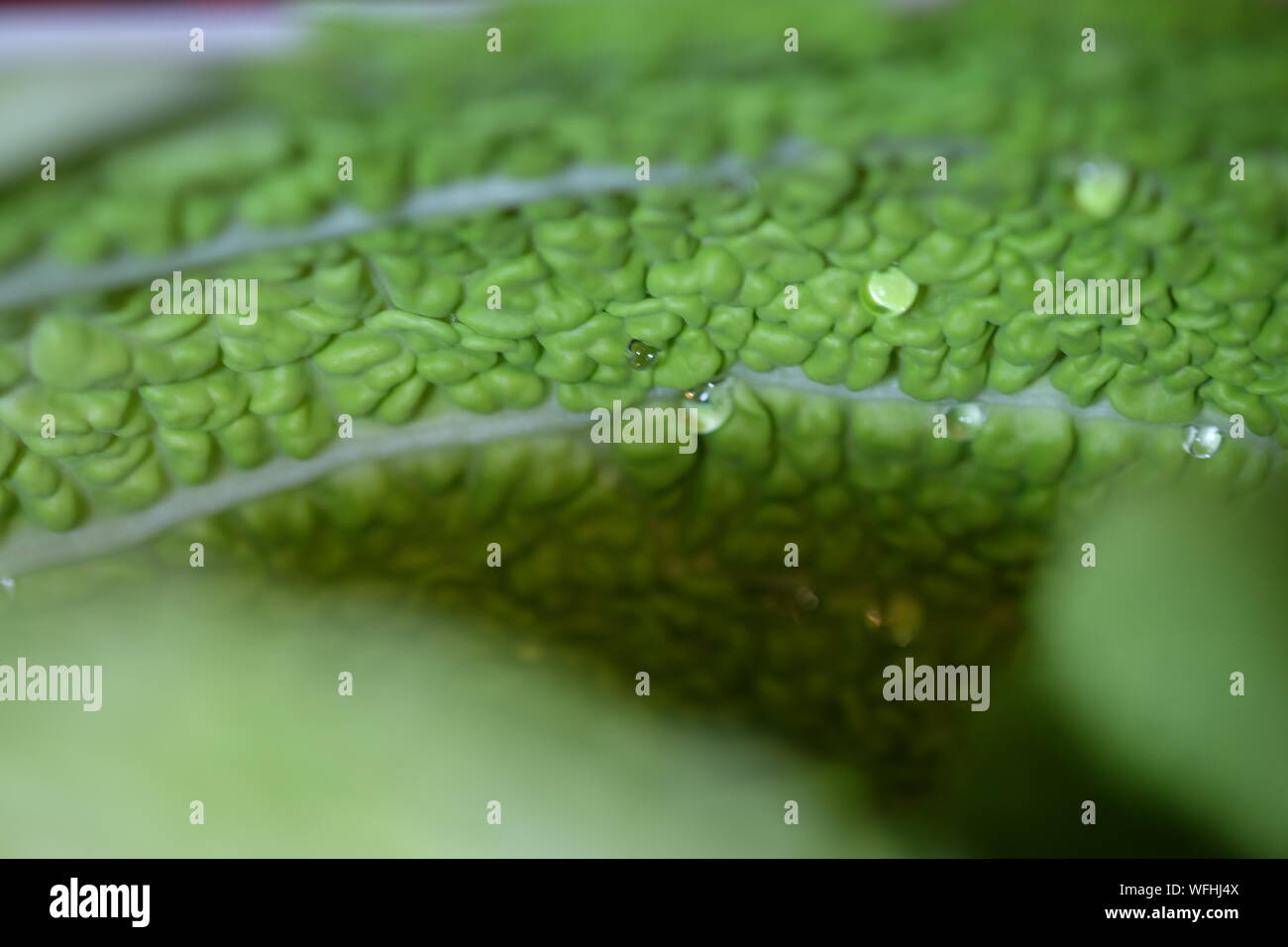 Bitter Gourd High Resolution Stock Photography and Images - Alamy