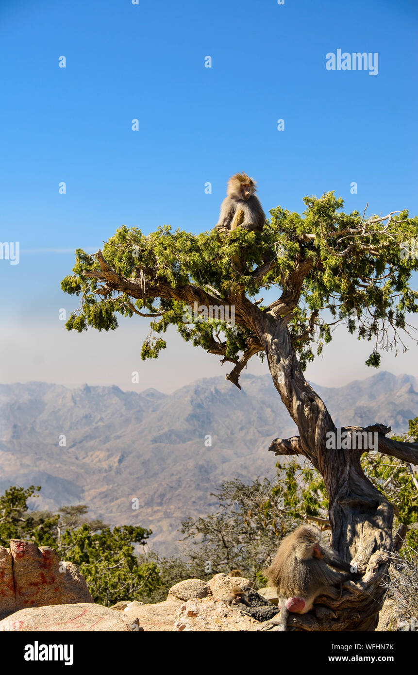 Monkey range hi-res stock photography and images - Alamy