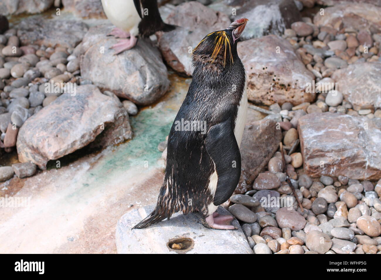Wet Penguin High Resolution Stock Photography and Images - Alamy