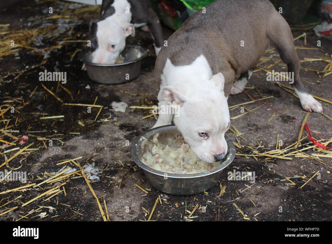 Staffordshire Bull Terriers Eating Food On Field Stock Photo - Alamy