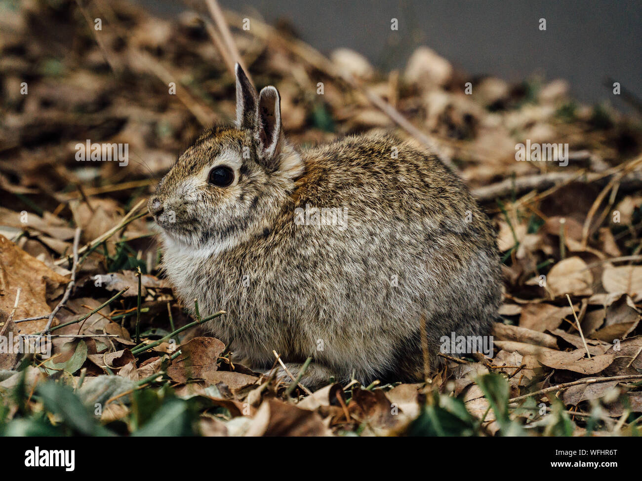 Crouching in fallen leaves hi-res stock photography and images - Alamy